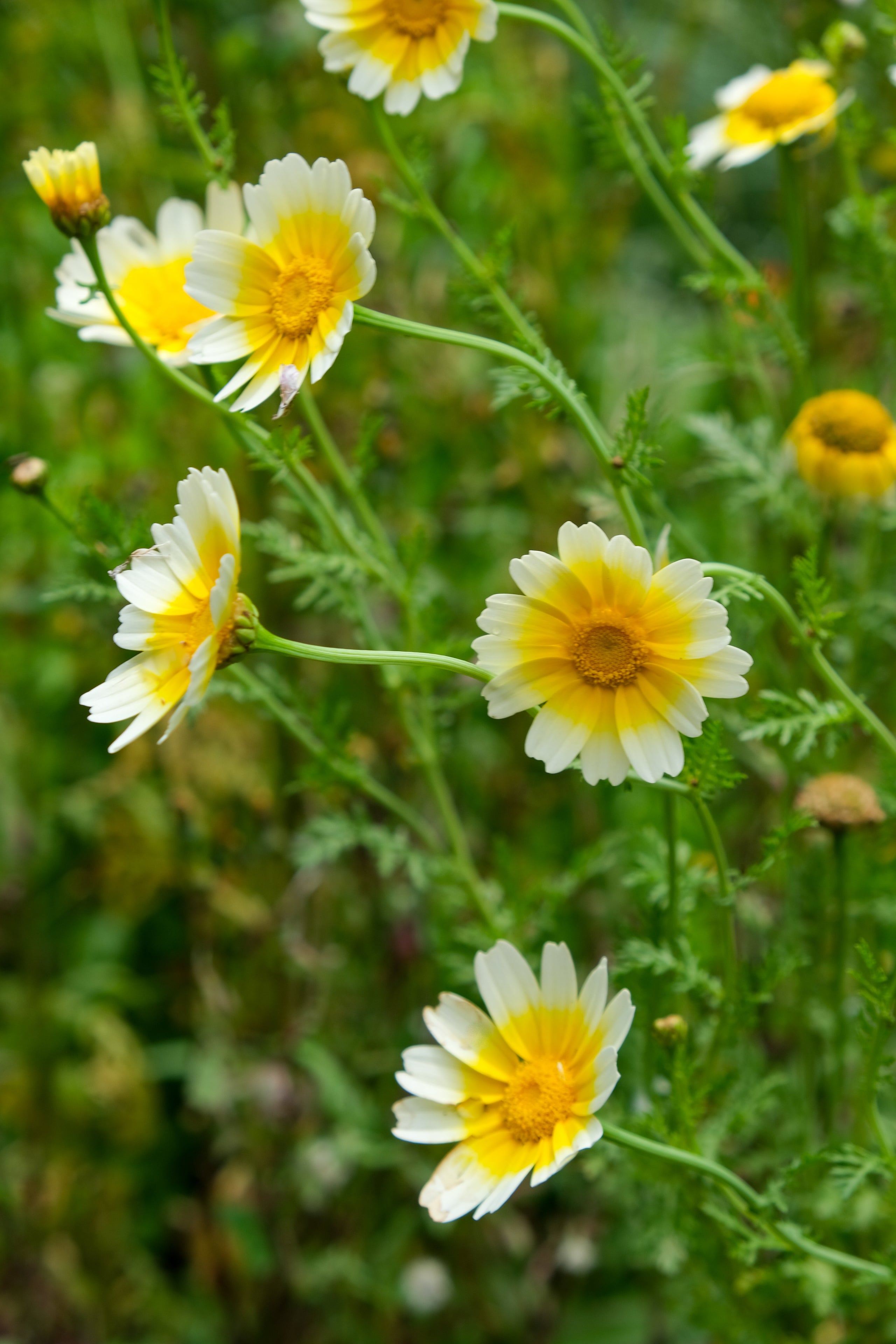 Shungiku seeds (Glebionis coronaria) - Medicinal herb NZ | Seeds of Paheko