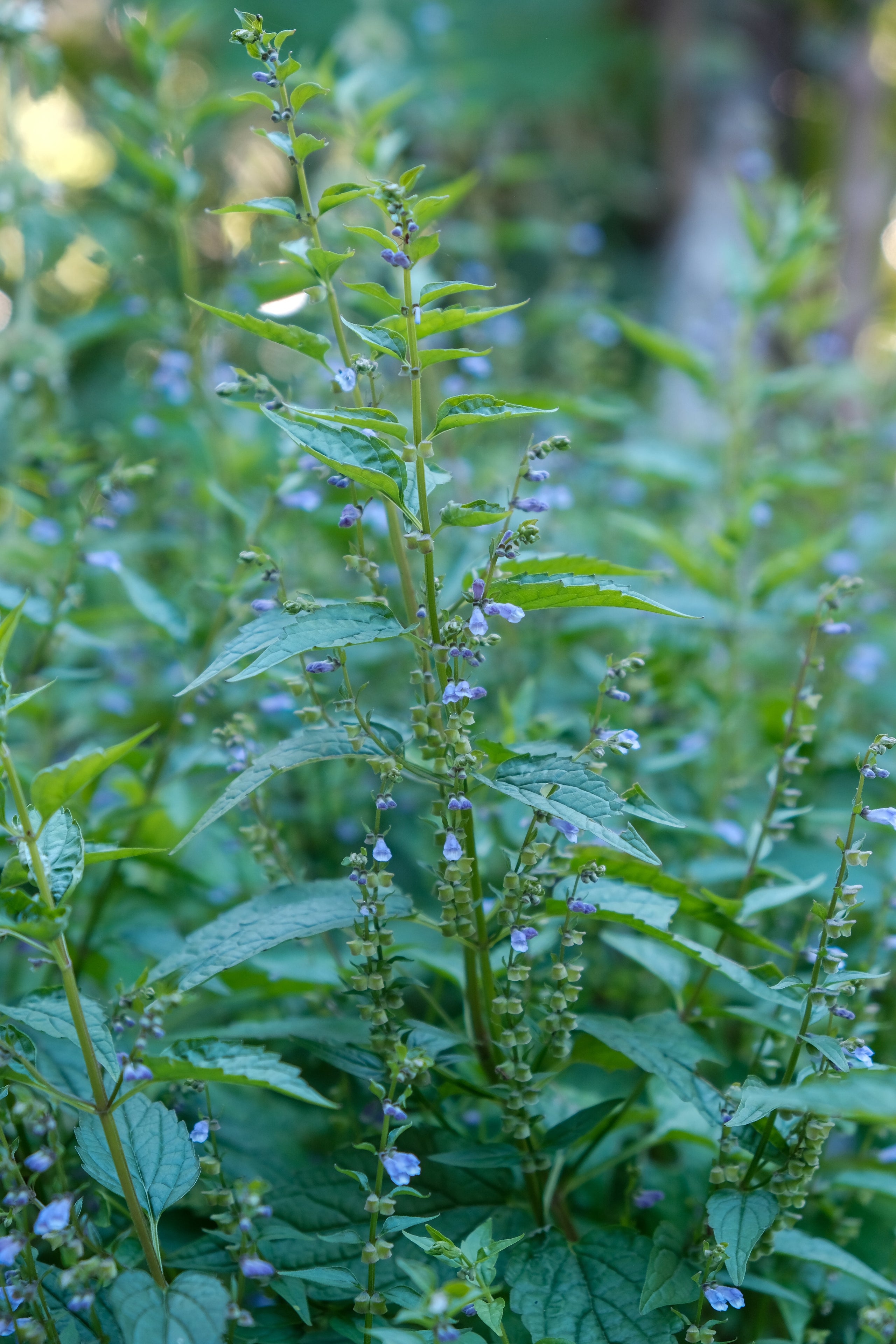 Shop Blue Skullcap Online in New Zealand - Enhance Your Herbal Garden ...
